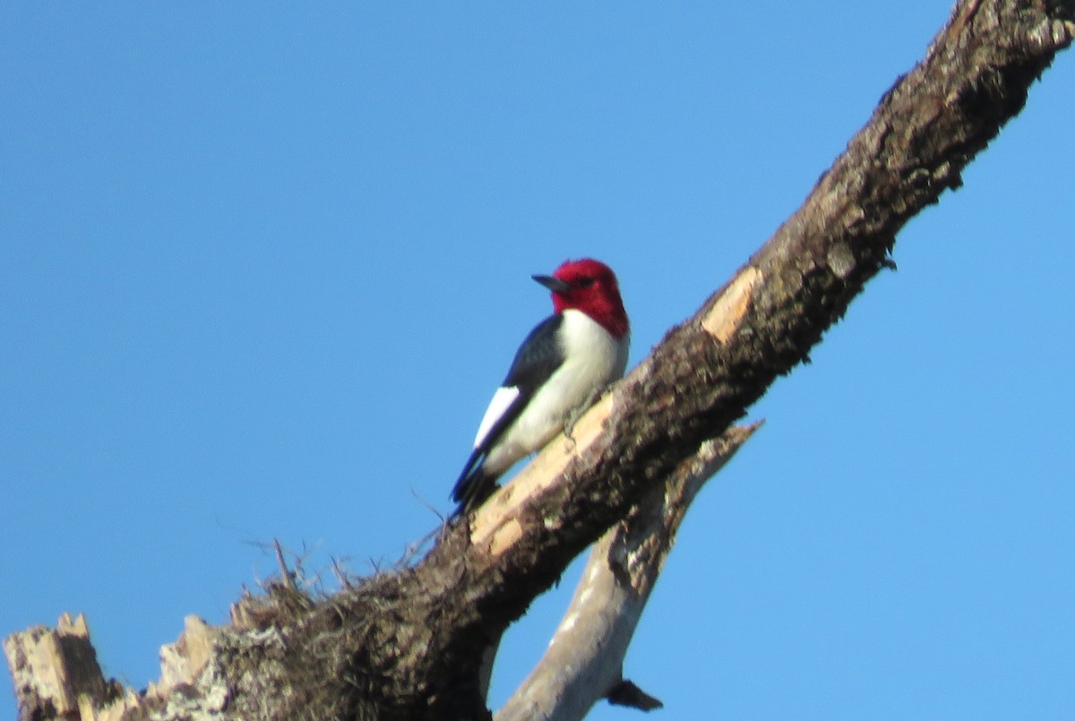 eBird Checklist - 9 Apr 2025 - Duette Preserve--Bear Bay Road - 29 species