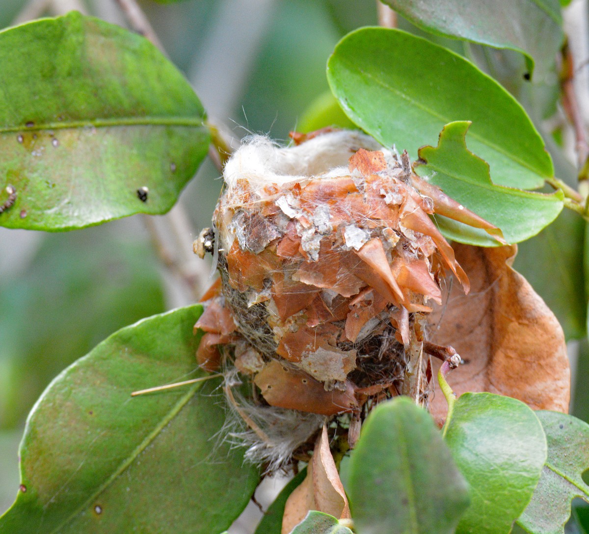eBird Checklist - 1 Apr 2025 - Villa Guajimico - 29 species (+1 other taxa)