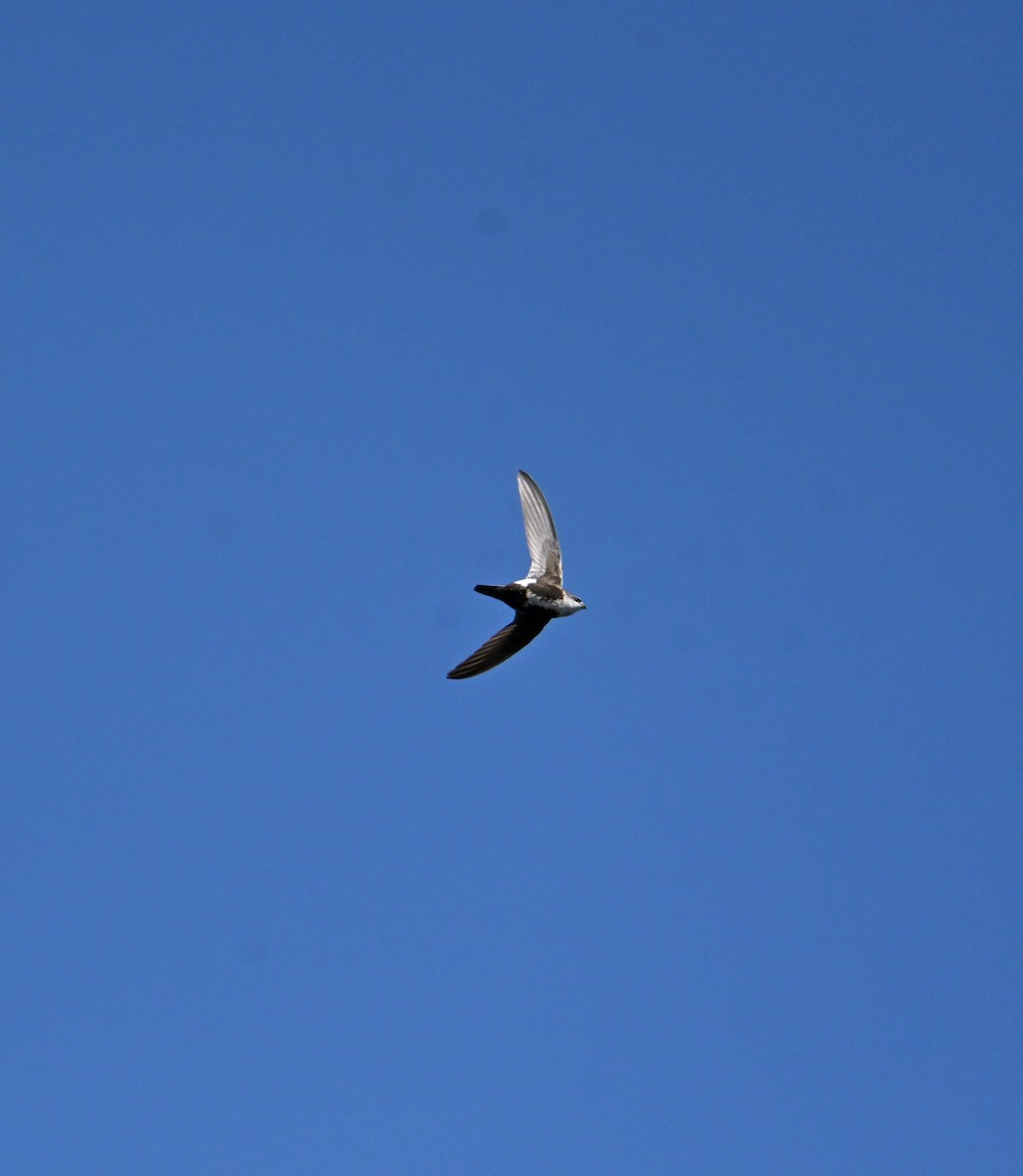 eBird Checklist - 9 Apr 2025 - American River Parkway--Nimbus Fish ...
