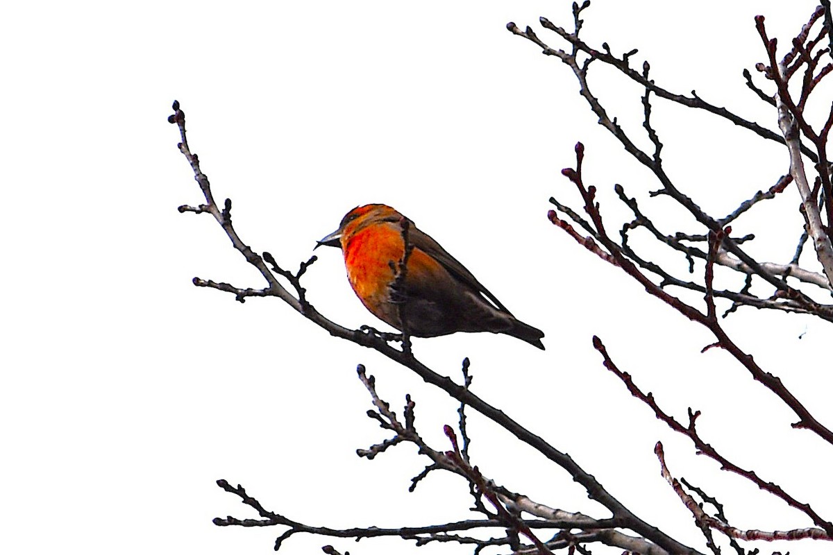 eBird Checklist - 9 Apr 2025 - Kettle Moraine SF--Scuppernong Spring ...