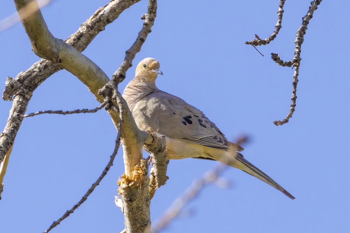 eBird Checklist - 9 Apr 2025 - Confluence Park - 25 species