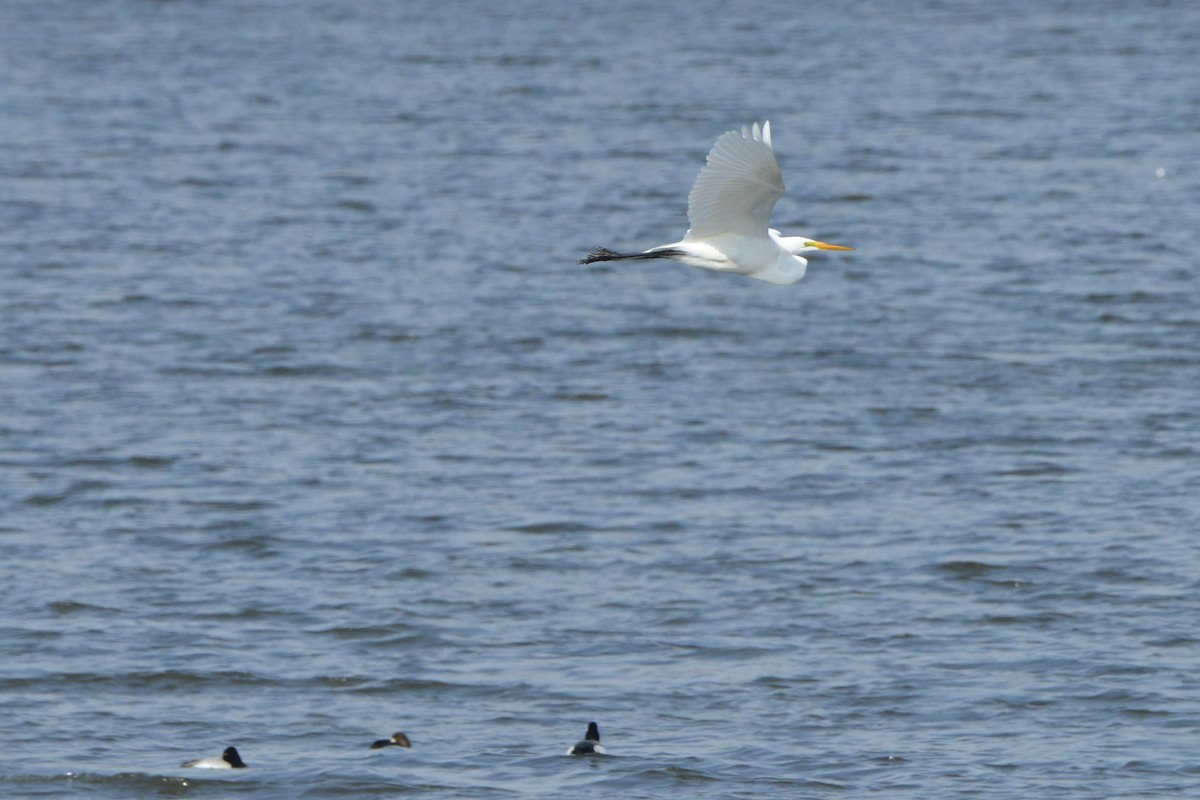 eBird Checklist - 9 Apr 2025 - Swan Lake state park, Carroll US-IA Swan ...