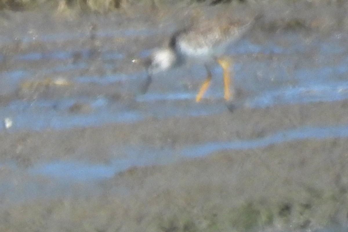 eBird Checklist - 9 Apr 2025 - Timber Point Golf Course--East Marina ...