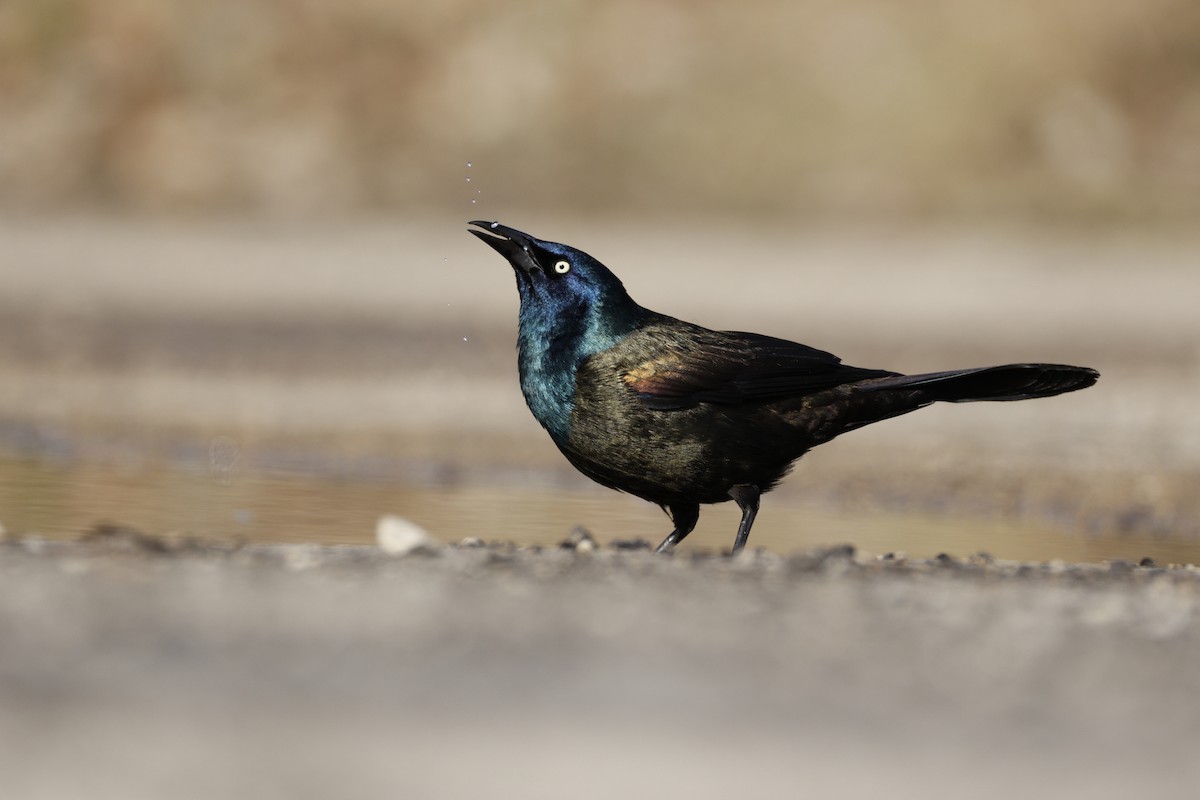 ML633471512 - Common Grackle - Macaulay Library