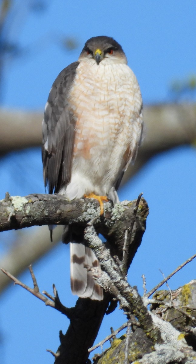 eBird Checklist - 9 Apr 2025 - Brooks Estate - 26 species