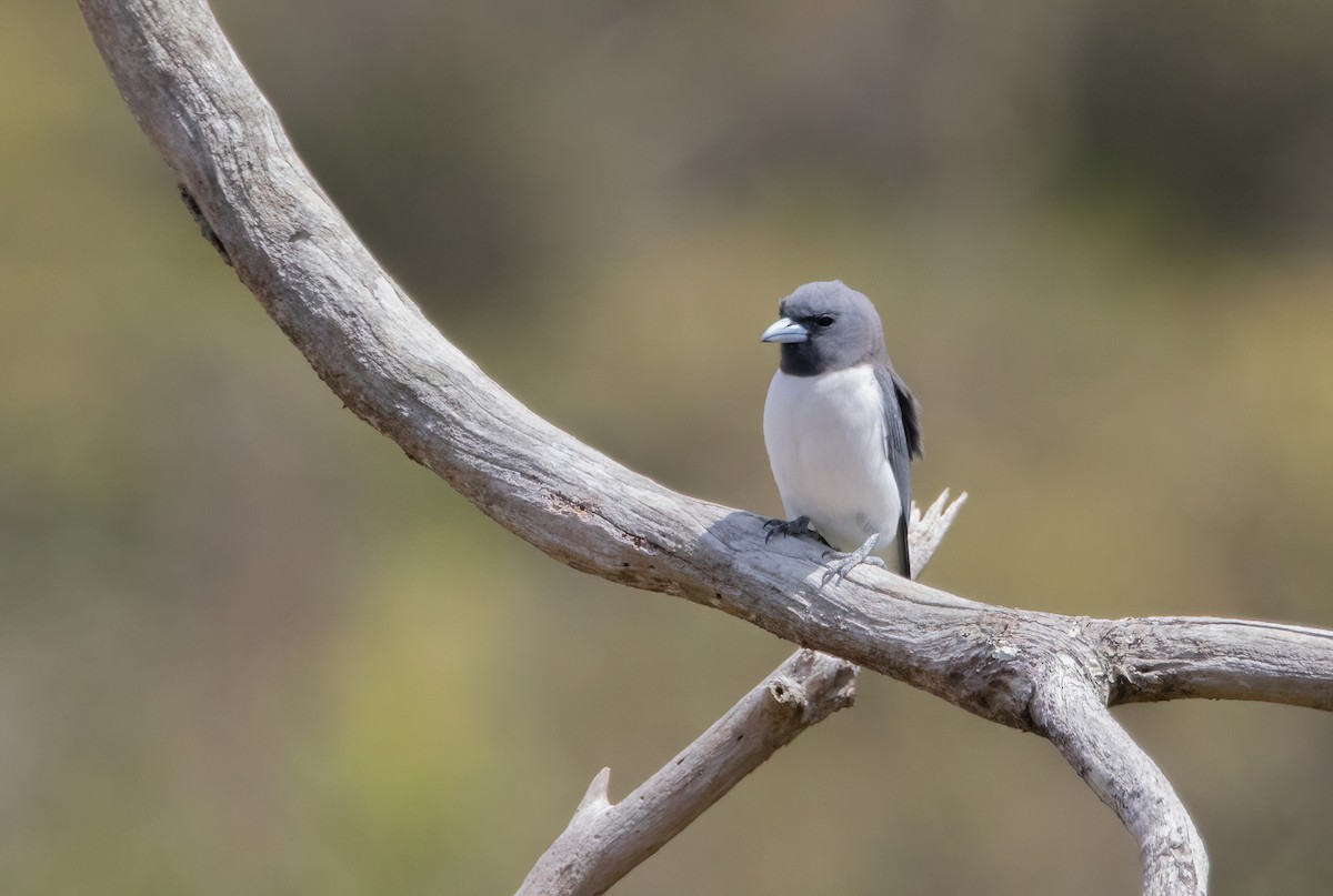 eBird Checklist - 9 Apr 2025 - Mt. Boribid, Tibulo - 8 species