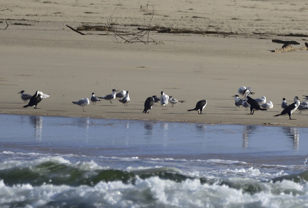 eBird Checklist - 10 Apr 2025 - Nambucca River Entrance - 4 species