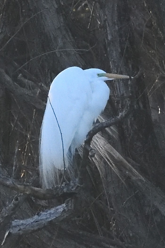 Pennsylvania Bird Atlas Checklist - 9 Apr 2025 - Green Pond (flooded field, ponds and retention ...