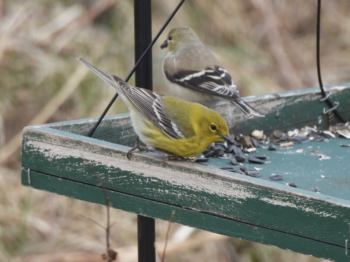 Pennsylvania Bird Atlas Checklist - 10 Apr 2025 - PA-SQ-VanCott's - 14 ...