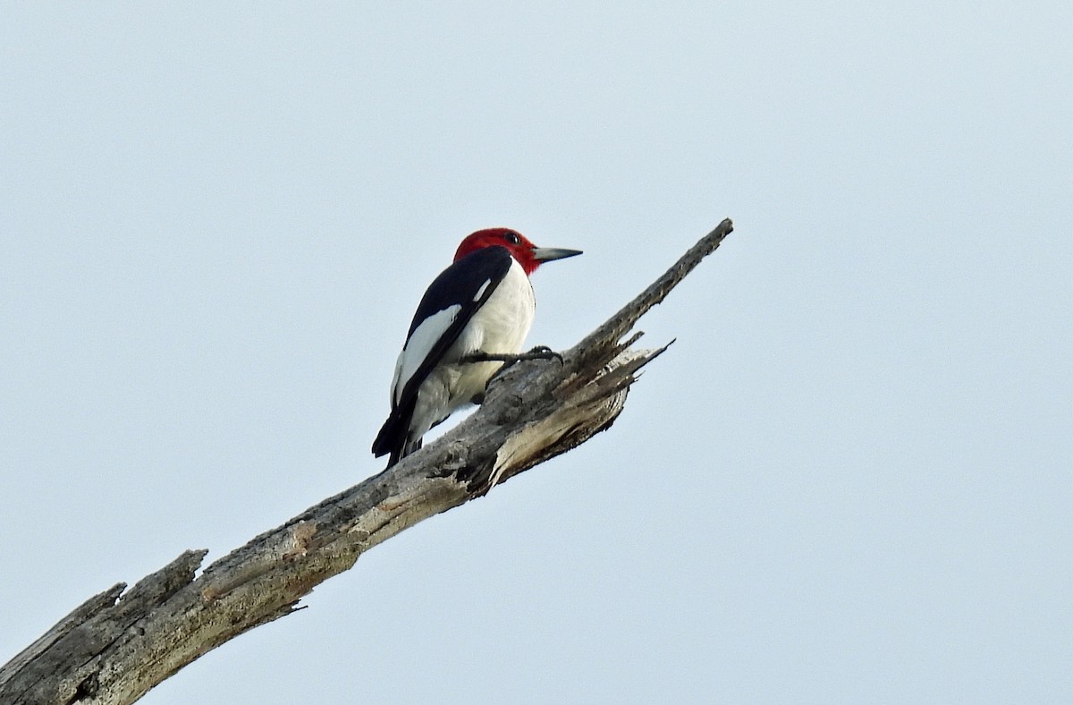 eBird Checklist - 10 Apr 2025 - Withlacoochee SF--Citrus Tract - 27 species
