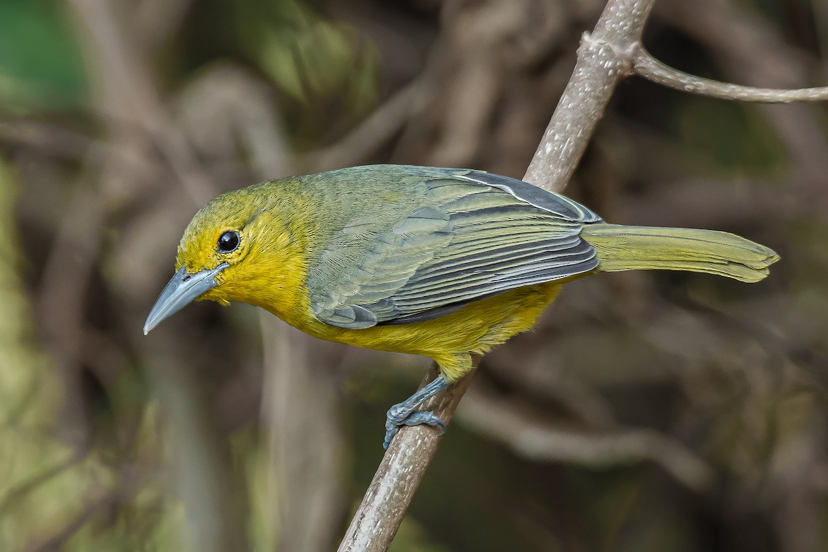eBird Checklist - 1 Mar 2025 - Kaeng Krachan NP--mid-elevation - 55 ...