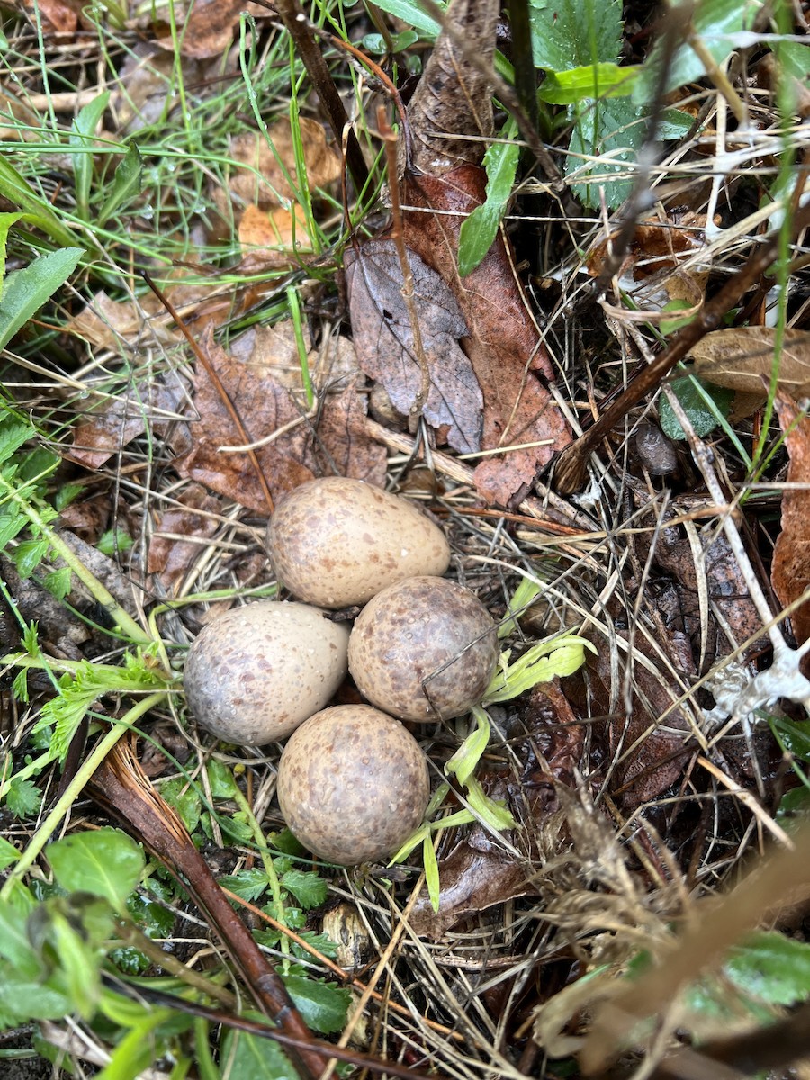 Pennsylvania Bird Atlas Checklist - 10 Apr 2025 - Ft. Indiantown Gap--A-21 Wetlands - 1 species