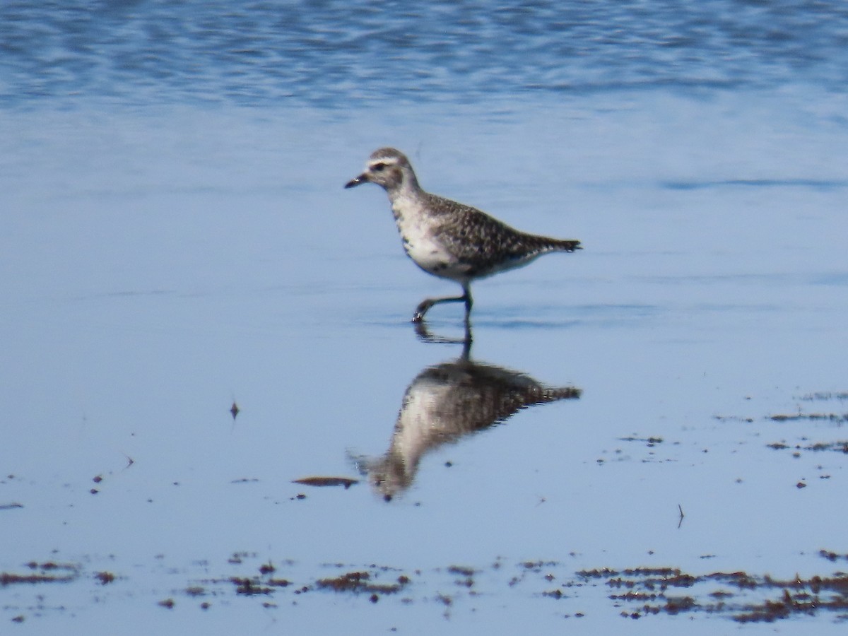 eBird Checklist - 10 Apr 2025 - Parker River NWR - 49 species