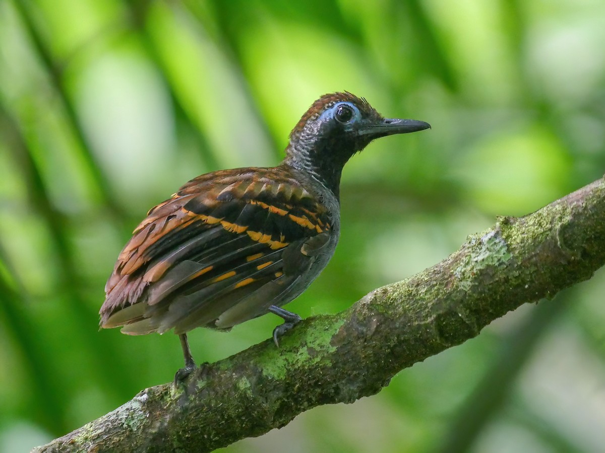 Wing-banded Antbird - Myrmornis torquata - Birds of the World