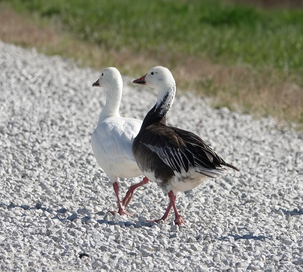 eBird Checklist - 10 Apr 2025 - Cheyenne Bottoms WA--1A & 4B Dike Rd ...