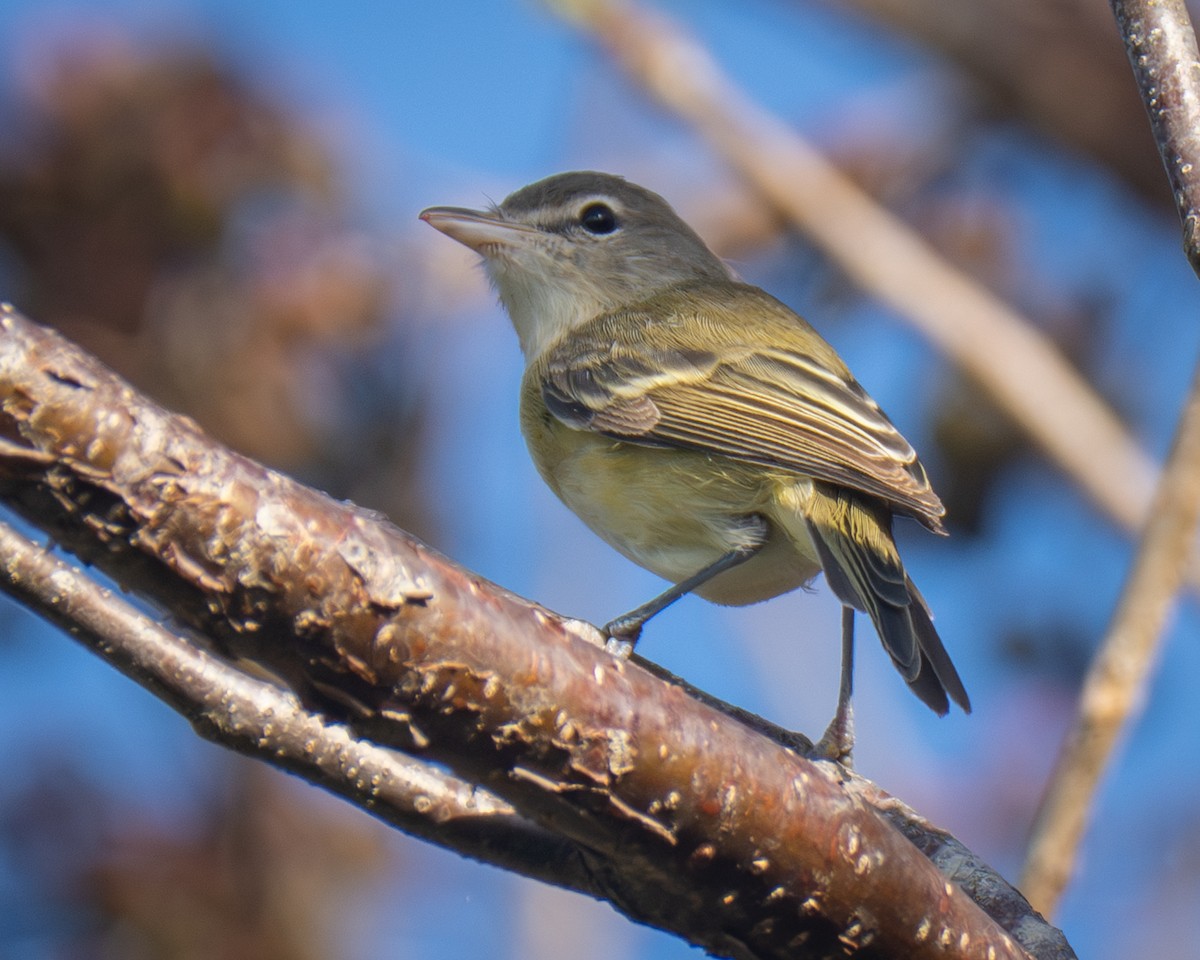 ML633506569 - Bell's Vireo - Macaulay Library