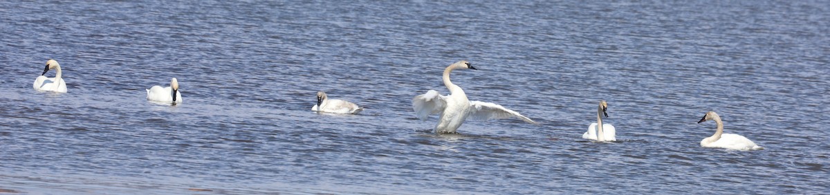 eBird Checklist - 10 Apr 2025 - Echo Bay--Hwy 17B Bridge - 12 species