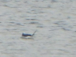 eBird Checklist - 10 Apr 2025 - Mohawk Dam - 51 species