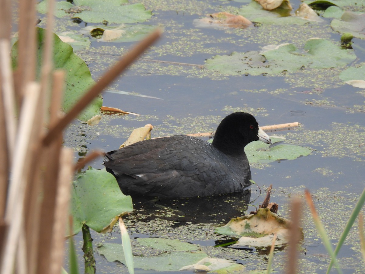 eBird Checklist - 10 Apr 2025 - Hughes Hollow - McKee Beshers WMA - 14 ...