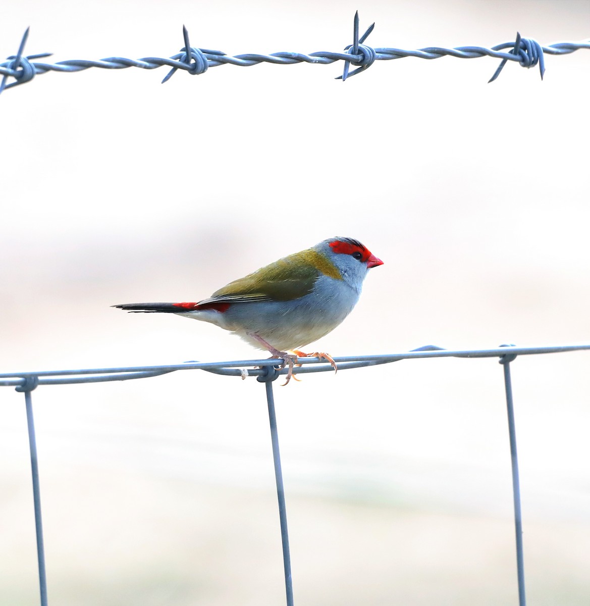 eBird Checklist - 30 Mar 2025 - Borella Rest Area Mullengandra - 7 ...