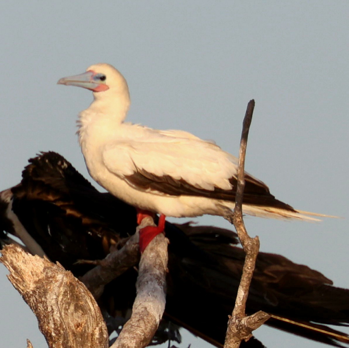 ML633522891 - Red-footed Booby - Macaulay Library