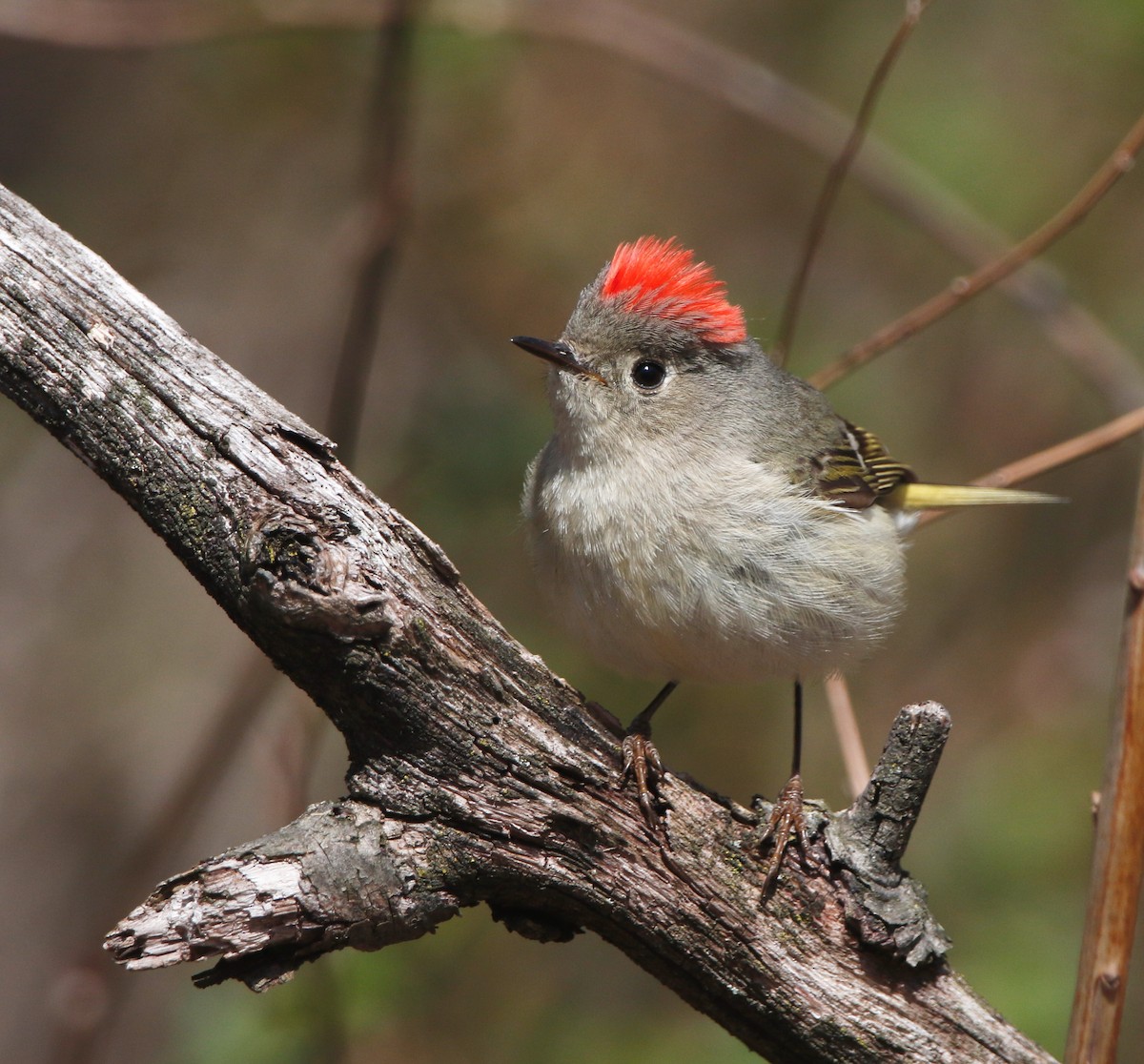 Pennsylvania Bird Atlas Checklist - 9 Apr 2025 - Roaring Spring CE - 37 ...