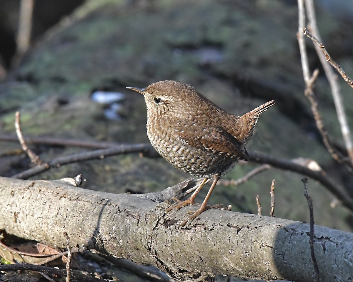 ML633528557 - Winter Wren - Macaulay Library