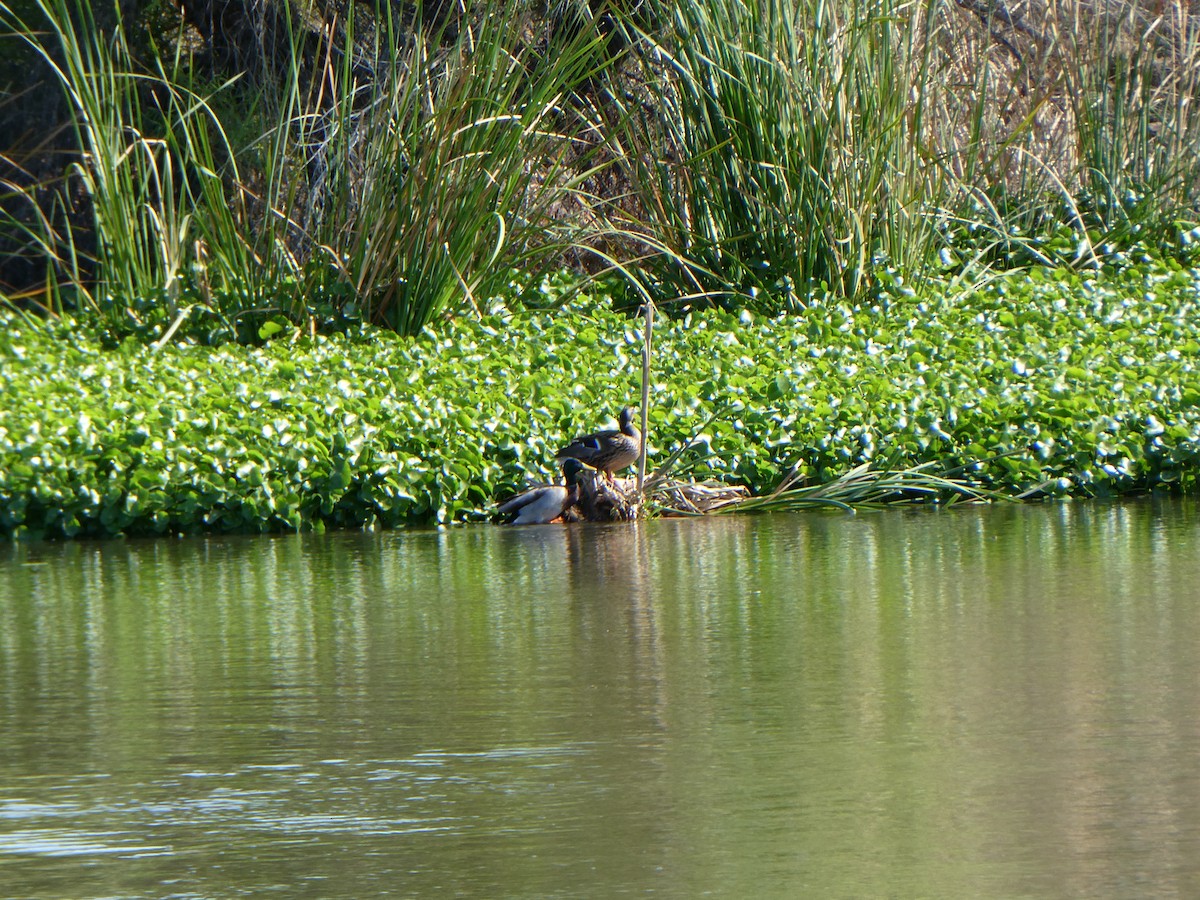 eBird Checklist - 8 Apr 2025 - Tres Rios Overbank Wetlands (permit ...