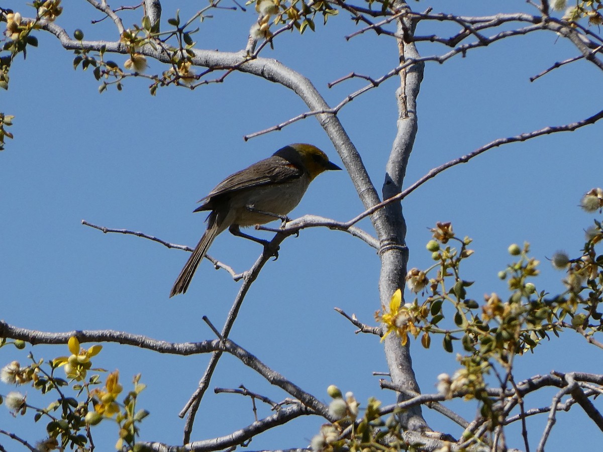 eBird Checklist - 10 Apr 2025 - Estrella Mountain Regional Park - 14 ...