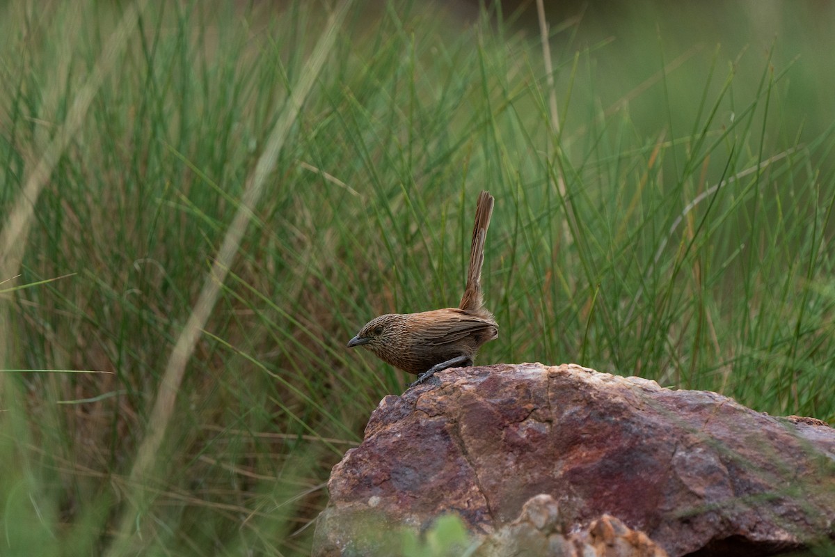 eBird Checklist - 28 Mar 2025 - 4825, Mount Isa AU-QLD -20.71518, 139. ...