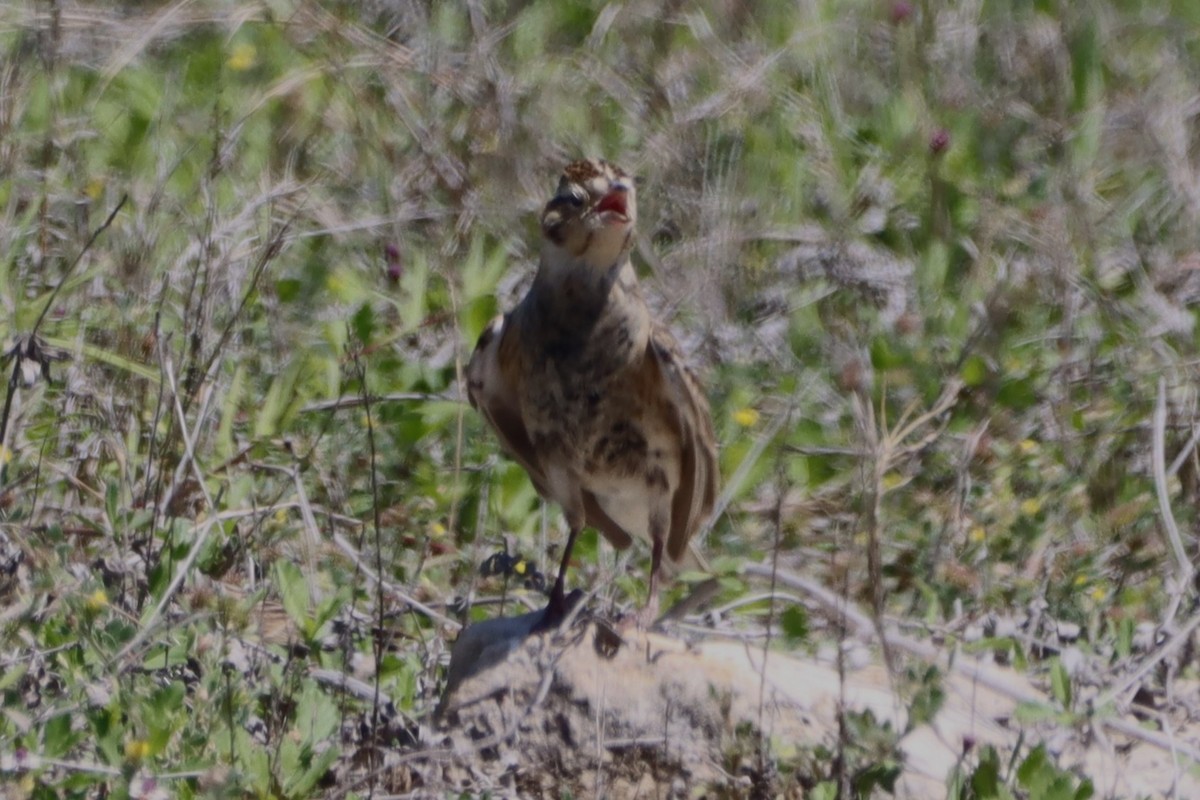 eBird Checklist - 8 Apr 2025 - Lake Travis--Bob Wentz Windy Point Pk ...