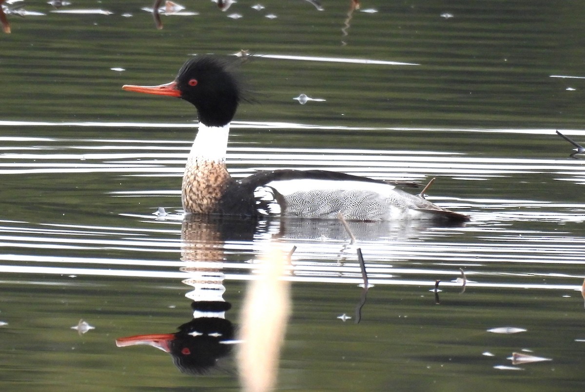 eBird Checklist - 11 Apr 2025 - Pushaw Lake--Gould Landing (OLT) - 21 ...