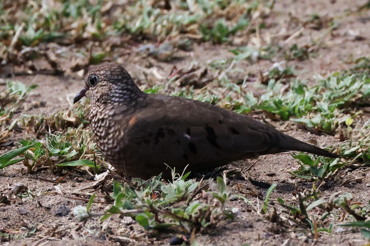 eBird Checklist - 1 Apr 2025 - El Gran Parque del Norte - 10 species