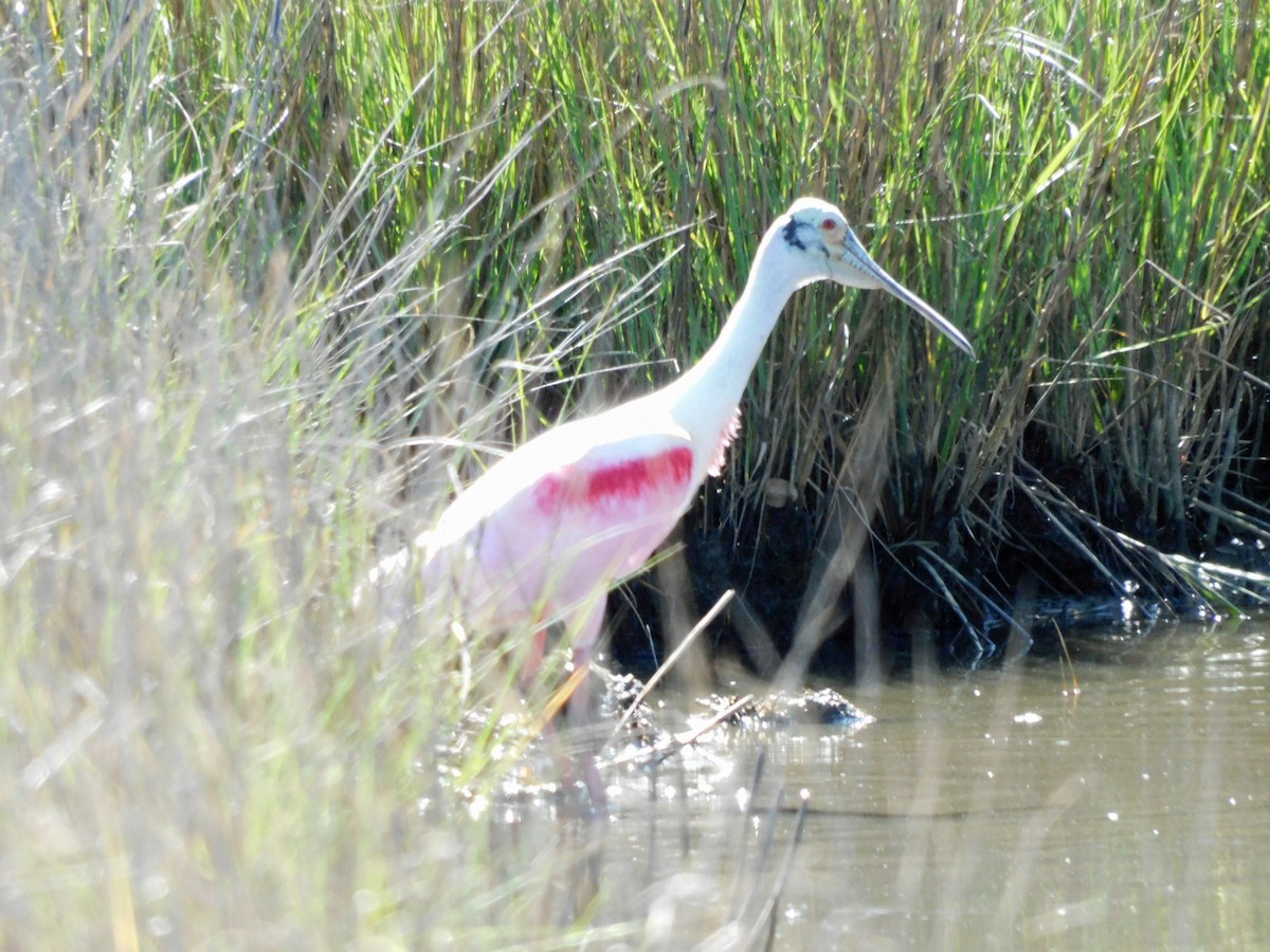 eBird Checklist - 11 Apr 2025 - Grand Isle--Grand Isle SP (East) - 14 species