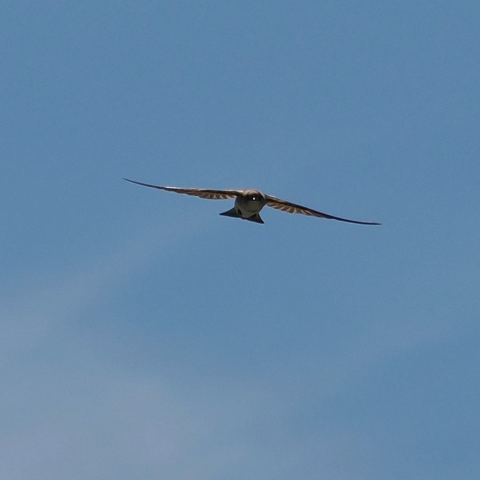 eBird Checklist - 11 Apr 2025 - Avalon Pasadena - 1 species