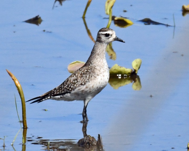 eBird Checklist - 11 Apr 2025 - Hagerman NWR - 64 species