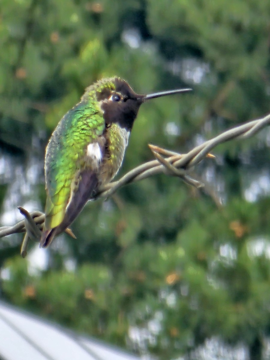 eBird Checklist - 11 Apr 2025 - Ebey Waterfront Trail, Marysville - 38 ...