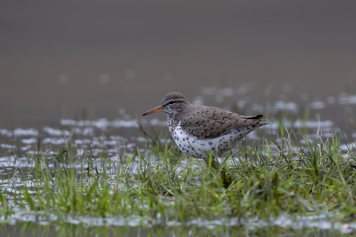 eBird Checklist - 11 Apr 2025 - Lake Saint Joseph - 14 species