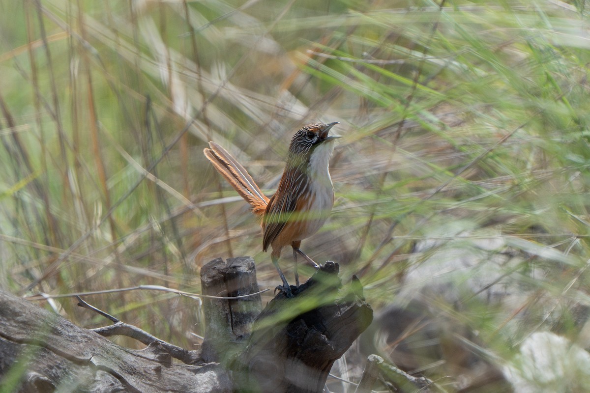 eBird Checklist - 28 Mar 2025 - Barkly Highway, Gunpowder AU-QLD (-20. ...