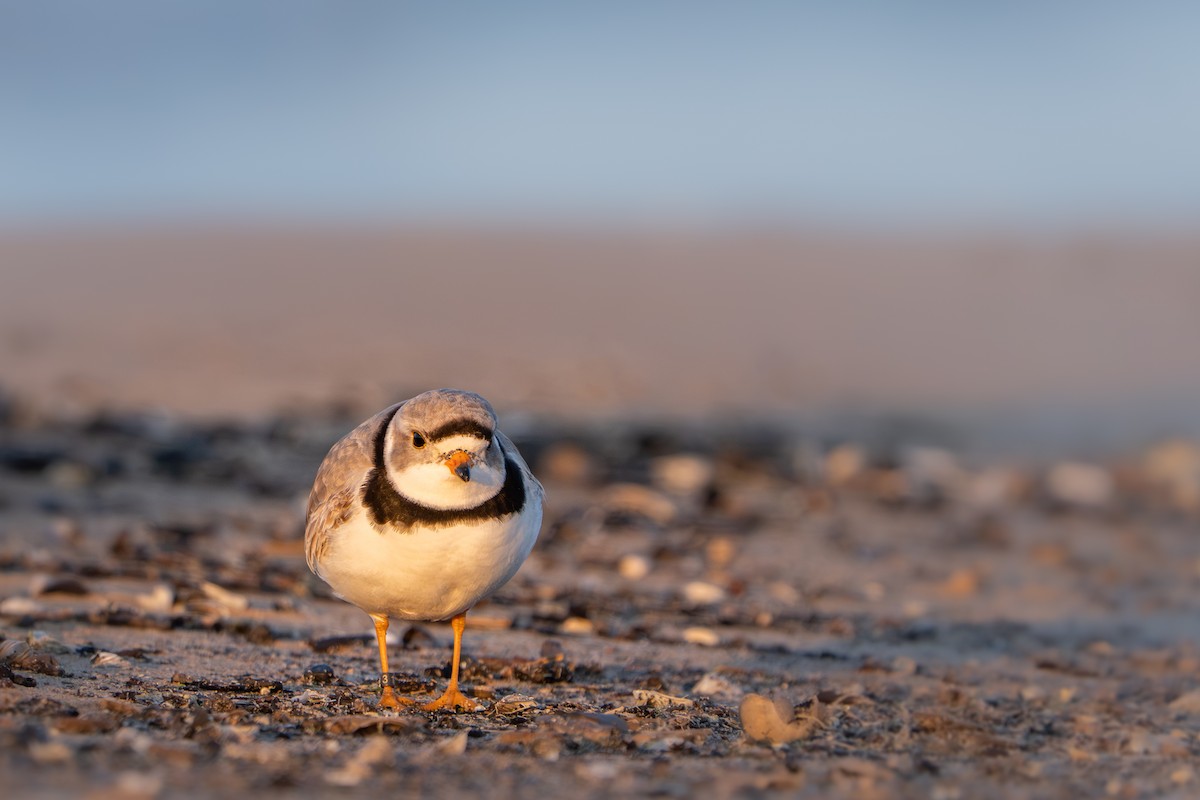 eBird Checklist - 11 Apr 2025 - Montrose Point Bird Sanctuary, Lincoln ...