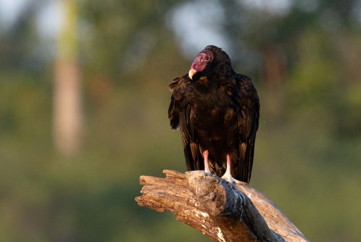 eBird Checklist - 28 Mar 2025 - Reservoir, Mar 27, 2025 - 13 species