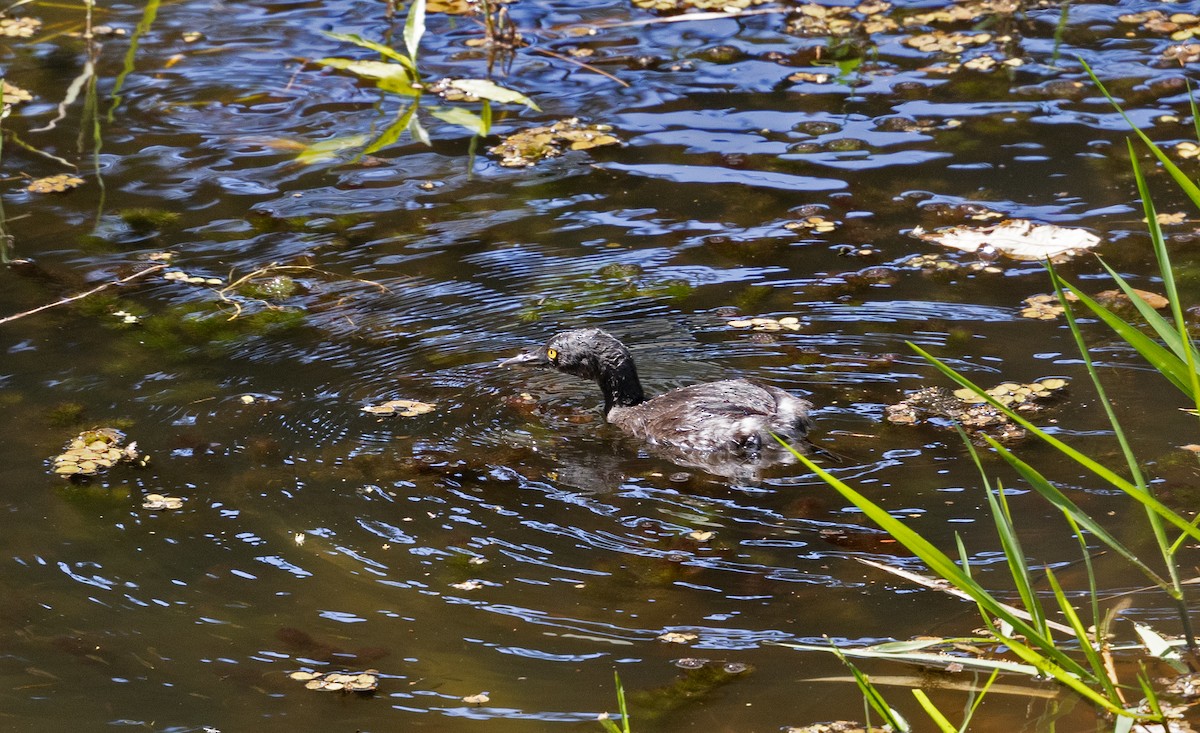 eBird Checklist - 28 Mar 2025 - Hacienda Cortina - 16 species
