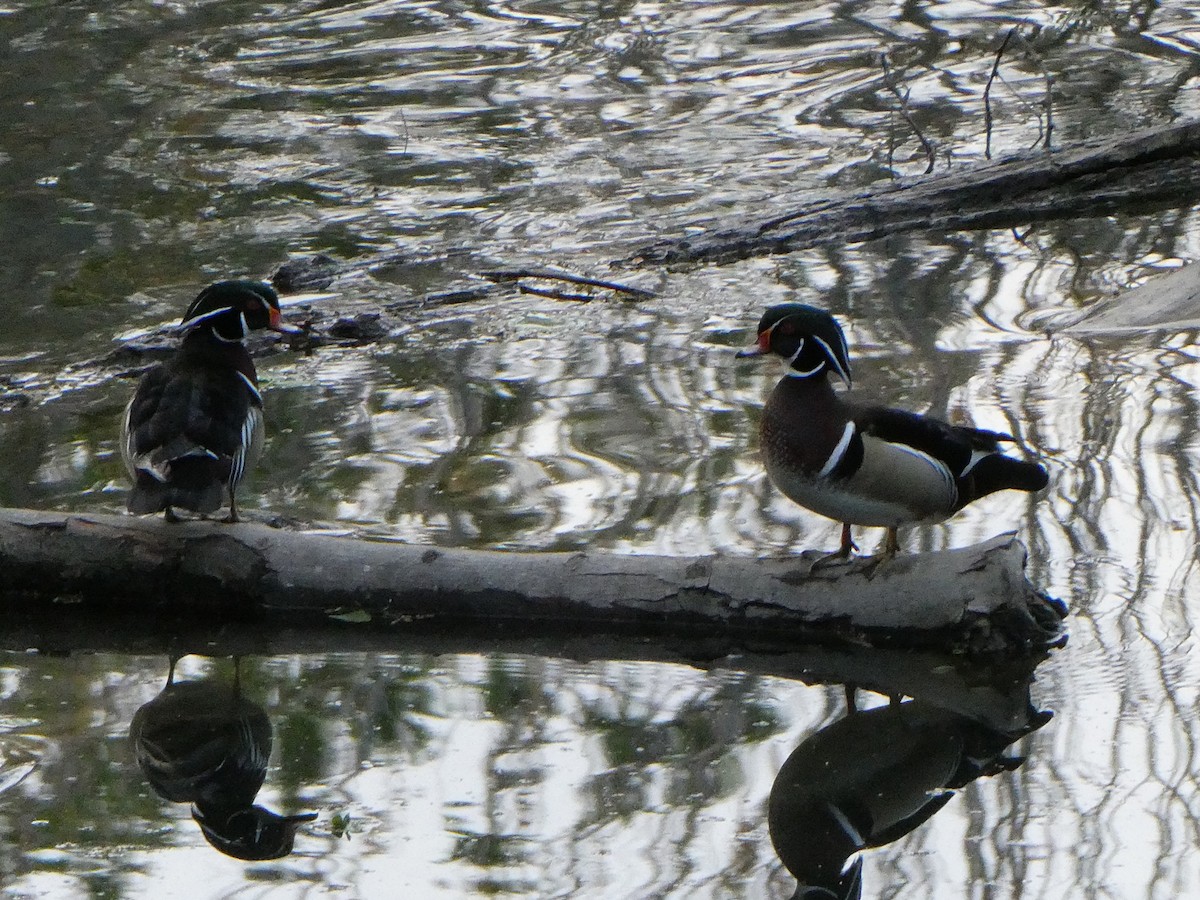 eBird Checklist - 11 Apr 2025 - American River Parkway behind condo ...
