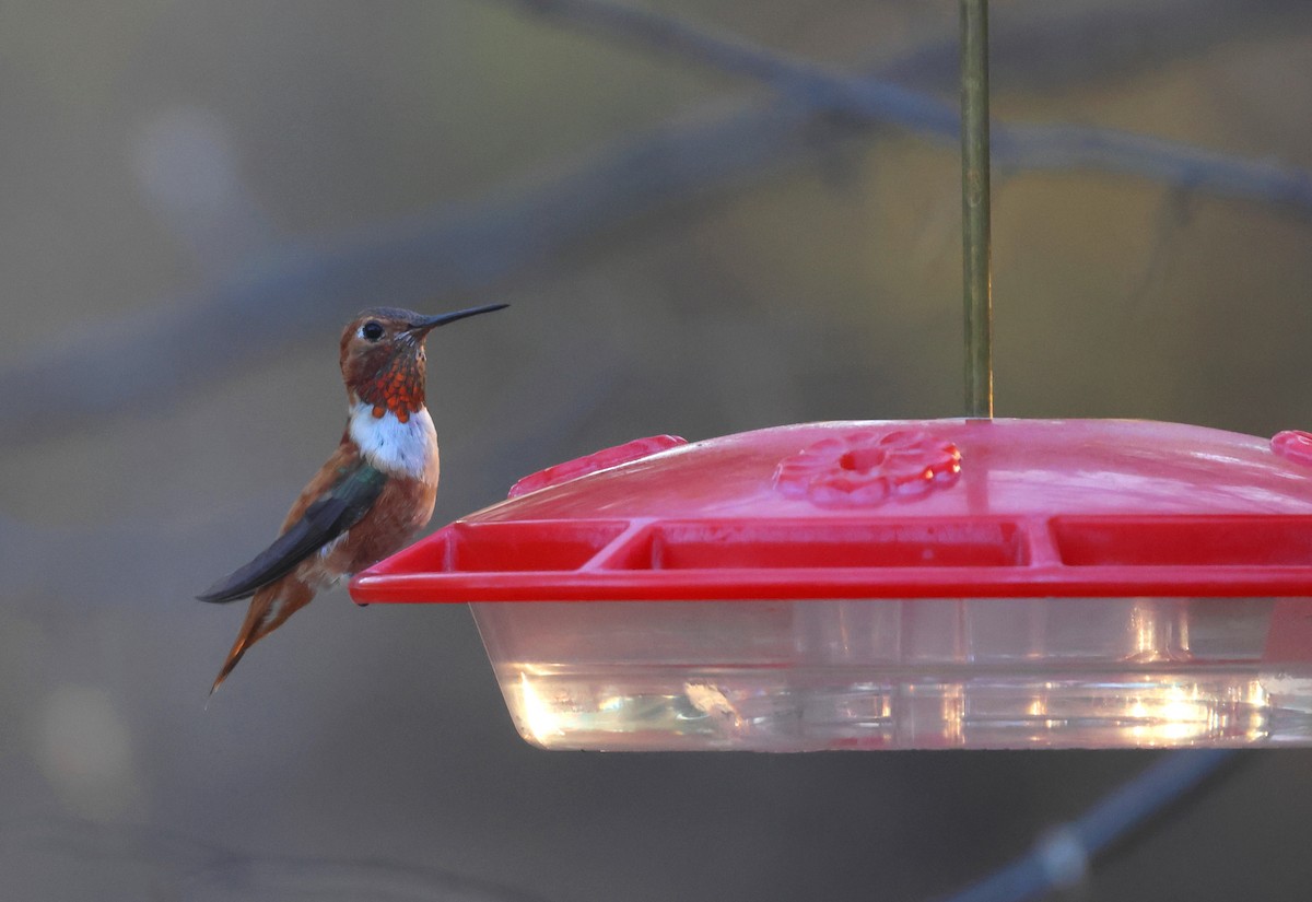 eBird Checklist - 11 Apr 2025 - Paton Center for Hummingbirds (Patons ...