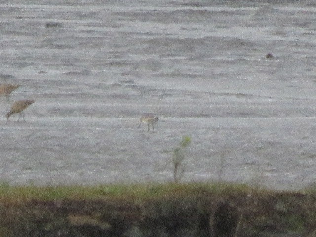 eBird Checklist - 10 Apr 2025 - Tokeland - marina - 31 species