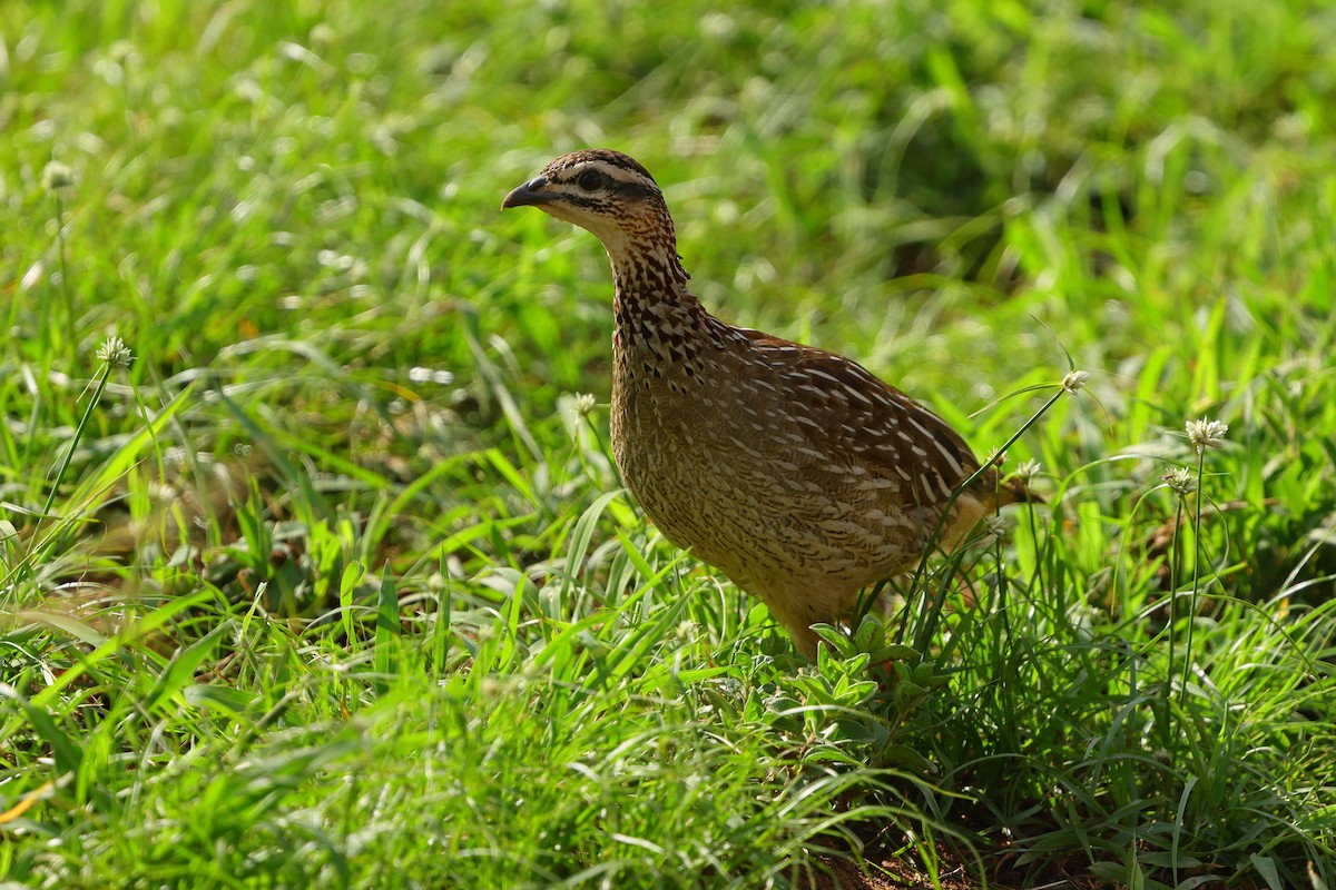 eBird Checklist - 31 Mar 2025 - Mkomazi NP--North-West (Zange/Mbula ...