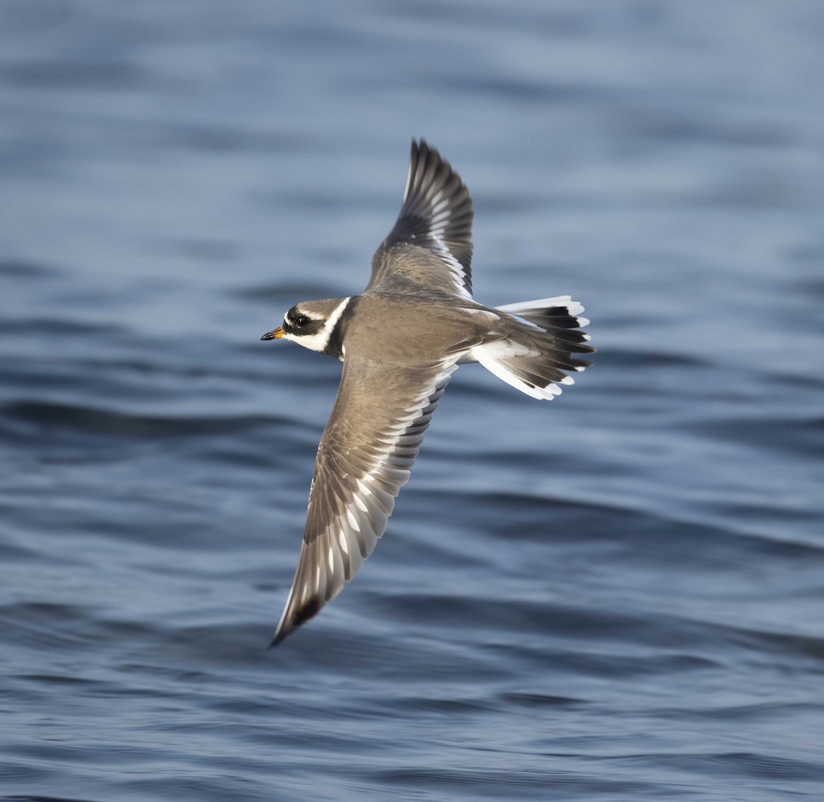 ML633588667 - Common Ringed Plover - Macaulay Library