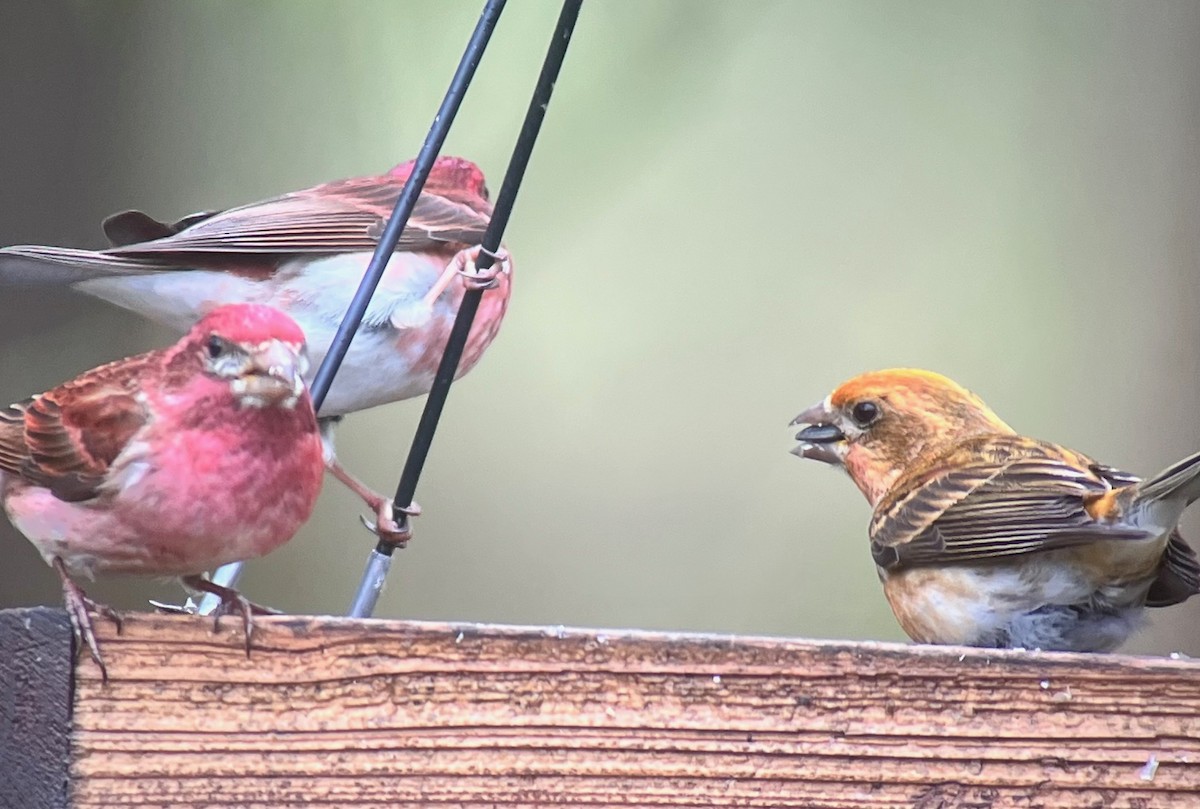 eBird Checklist - 12 Apr 2025 - HOME 6003 Lockhouse Dr - 16 species