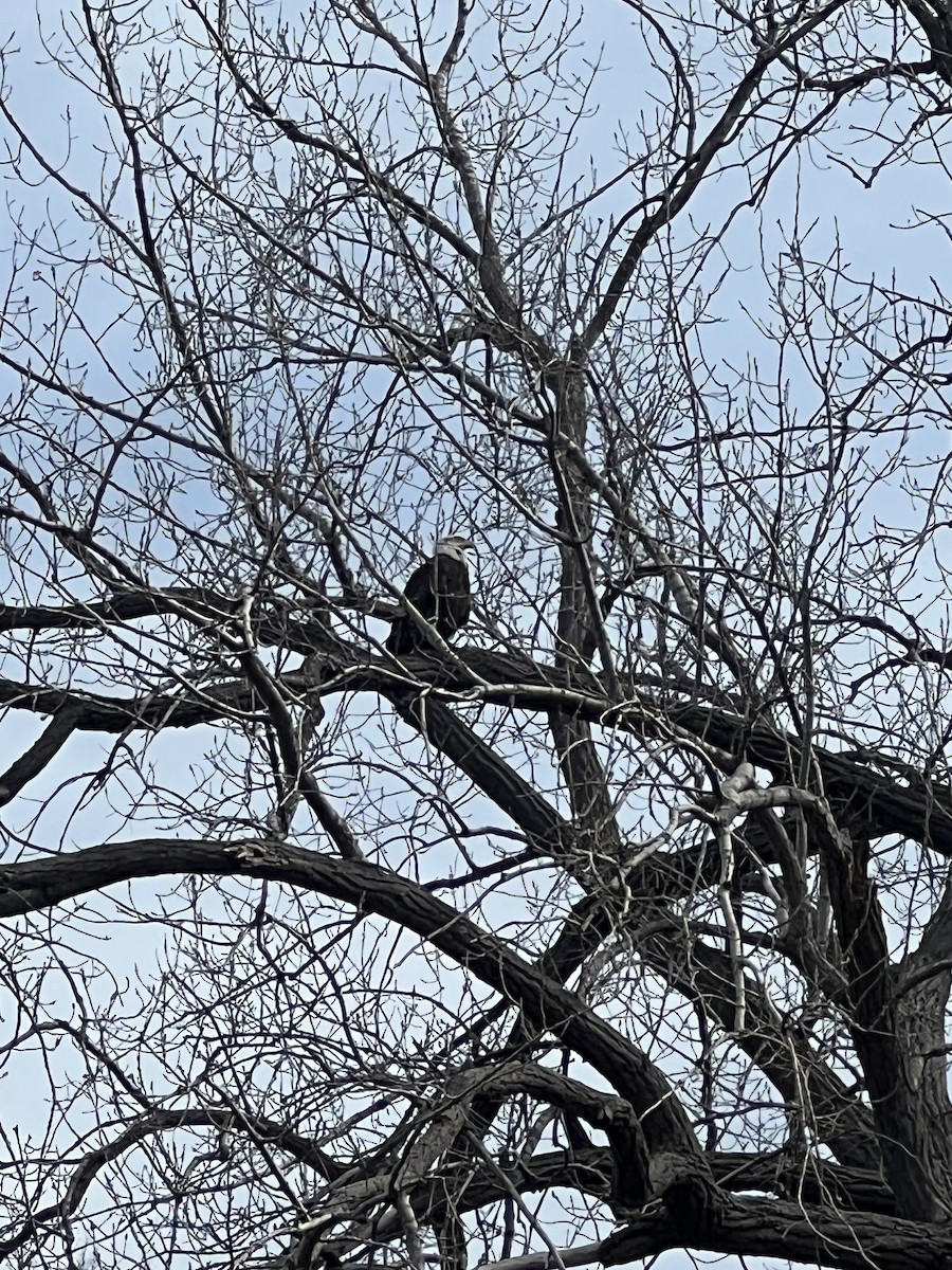 eBird Checklist - 12 Apr 2025 - Bruce Vento Nature Sanctuary - 18 species