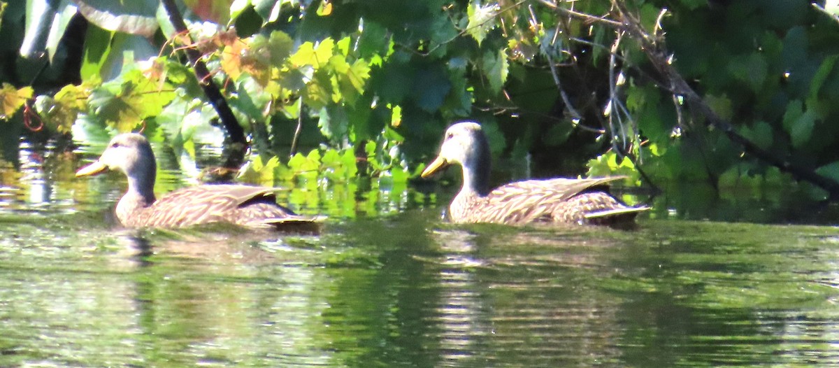 eBird Checklist - 12 Apr 2025 - Frenchman's Forest Nature Preserve - 22 ...